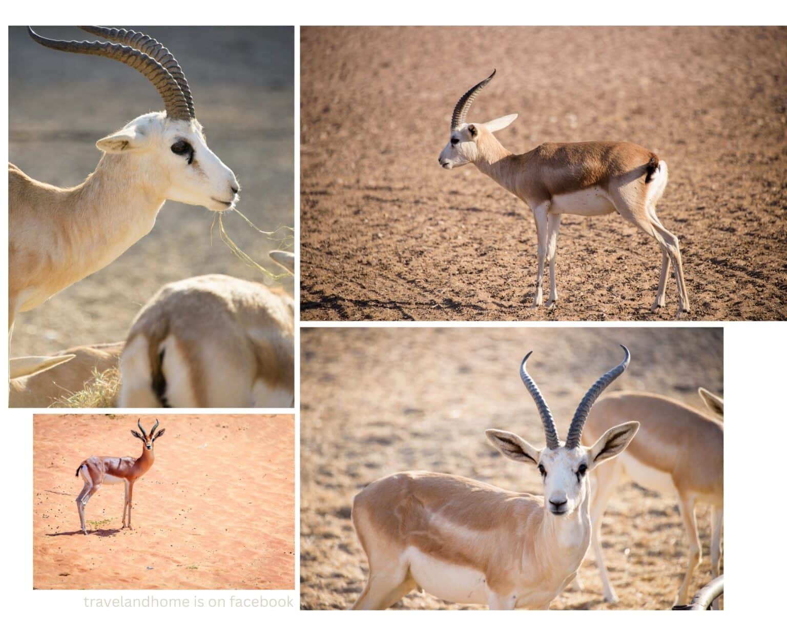 Abu Dhabi: A Desert Oasis Of Culture And Adventure - TRAVEL AND HOME